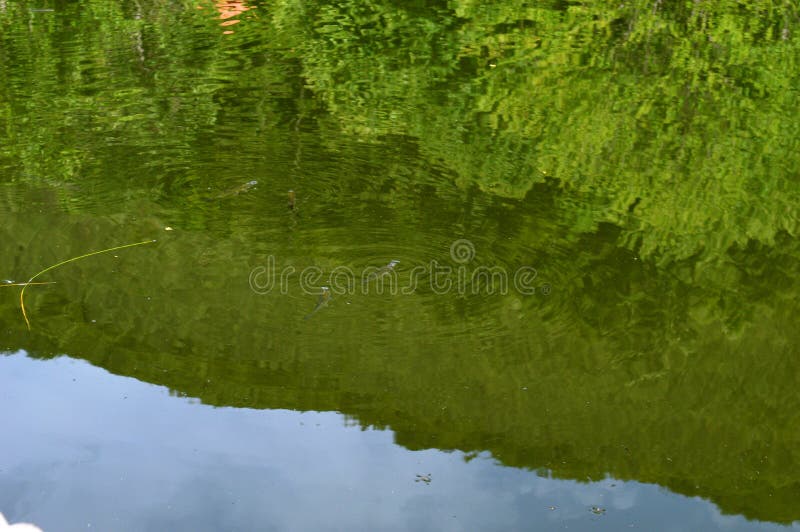 Green Reflection of the Plants in the Lake Stock Photo - Image of green ...