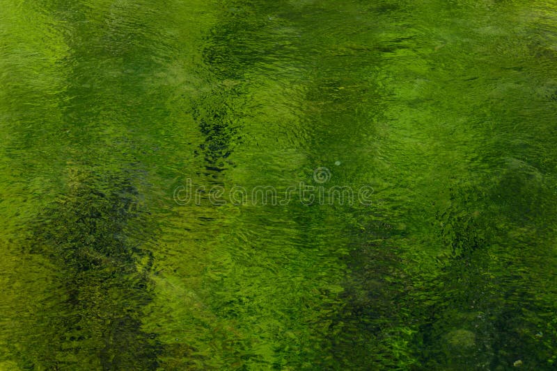 Green Reflections in the Clear Water of a River Stock Photo - Image of ...