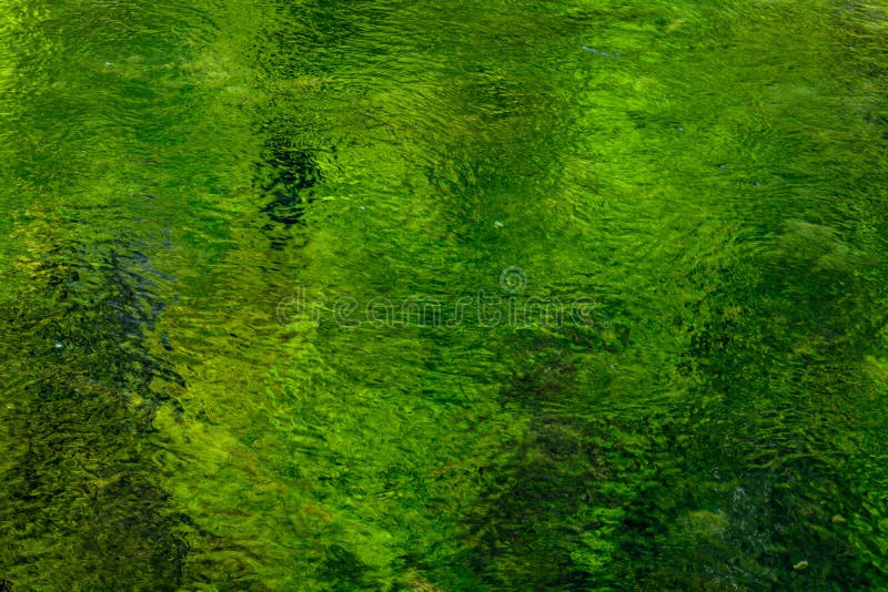 Green Reflections in the Clear Water of a River Stock Image - Image of ...
