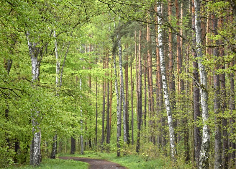 Green, Refreshing and Relaxing, Spring Landscape in the Forest Stock ...