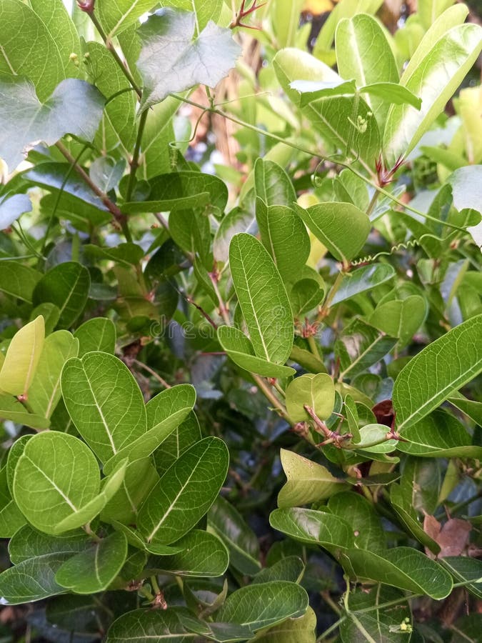 The Green Rendang Tree is Very Fresh Stock Image - Image of rendang ...