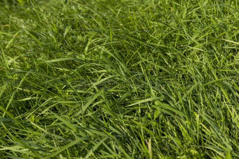 Landscaper in His 40s Moving Natural Grass Turfs Stock Photo - Image of ...