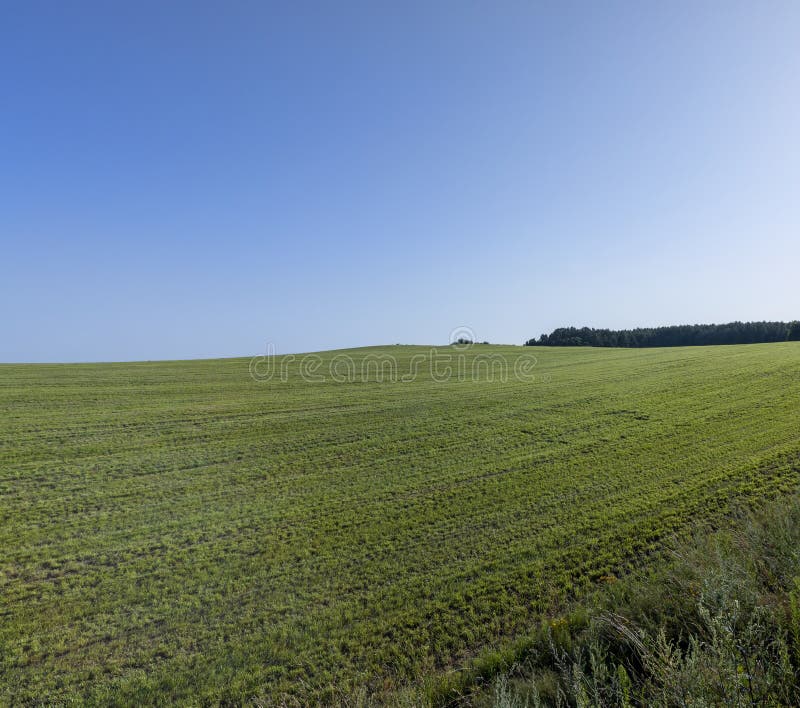 Landscaper in His 40s Moving Natural Grass Turfs Stock Photo - Image of ...