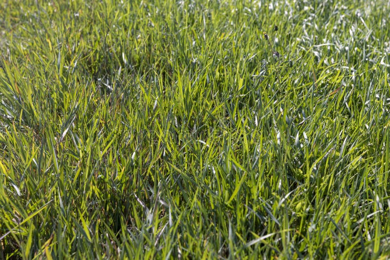 Landscaper in His 40s Moving Natural Grass Turfs Stock Photo - Image of ...