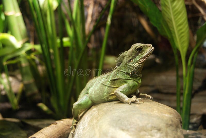 Green Reptile on a Rock Looking at You Stock Image - Image of reptile ...