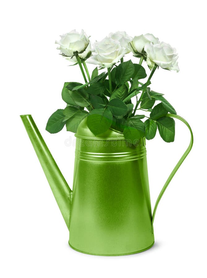 Green Retro Watering Can with White Roses Stock Image - Image of floral ...