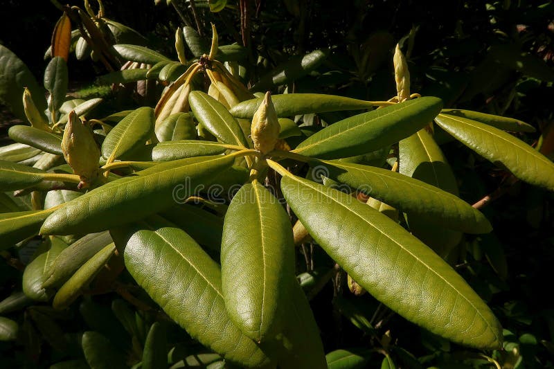 Green Rhododendron in the Garden Stock Image - Image of grass, food ...