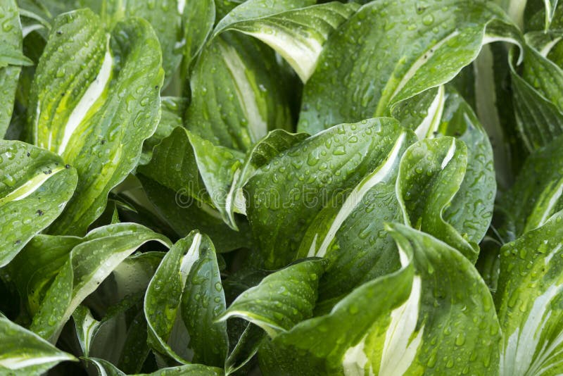 Green Rhododendron Leaves with Drops Closeup View Stock Image - Image ...