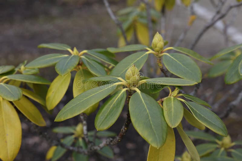 Green Rhododendron Leaves in Early Spring Stock Photo - Image of ...