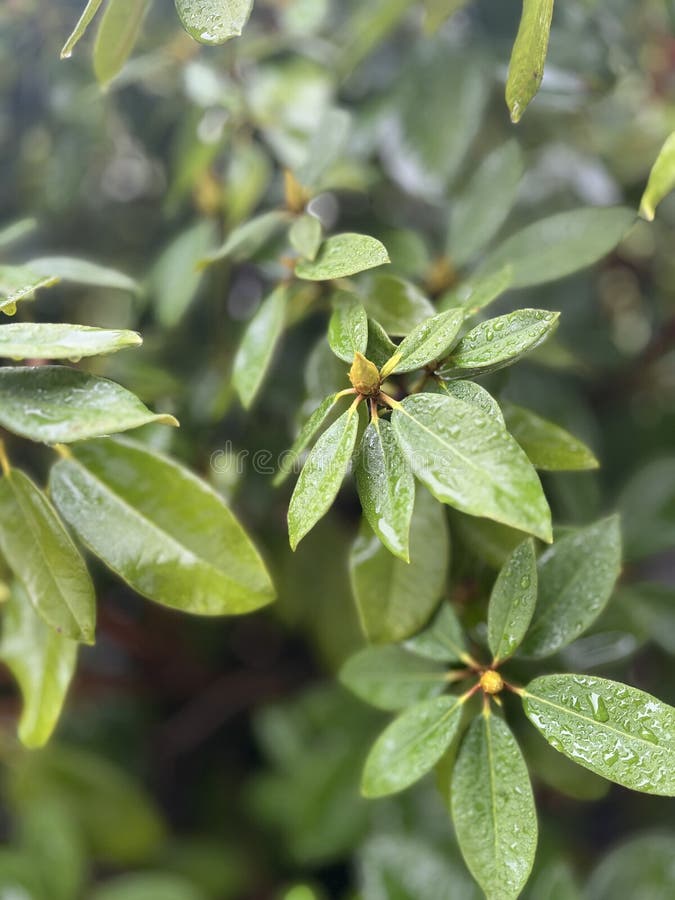 Green Rhododendron with Raindrops Stock Image - Image of northwest ...