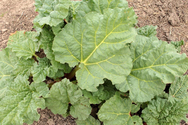Green rhubarb stock image. Image of nutrition, natural - 55442231