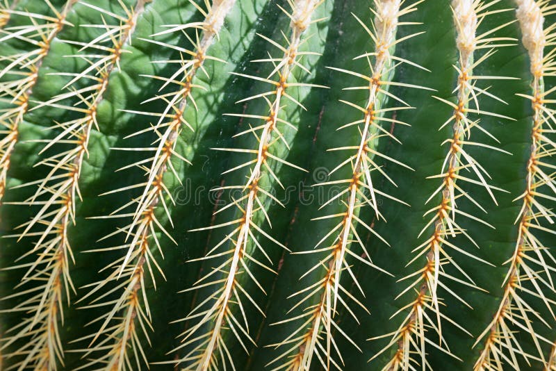 Green Ribbed Cactus with Long Yellow Spikes Stock Photo - Image of ...