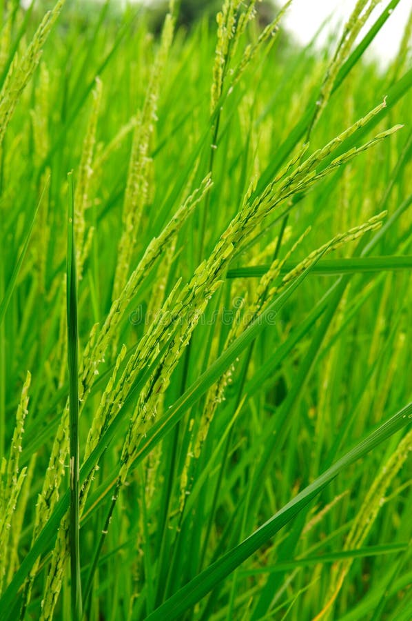 Green rice stock image. Image of grain, growth, farmland - 27771643