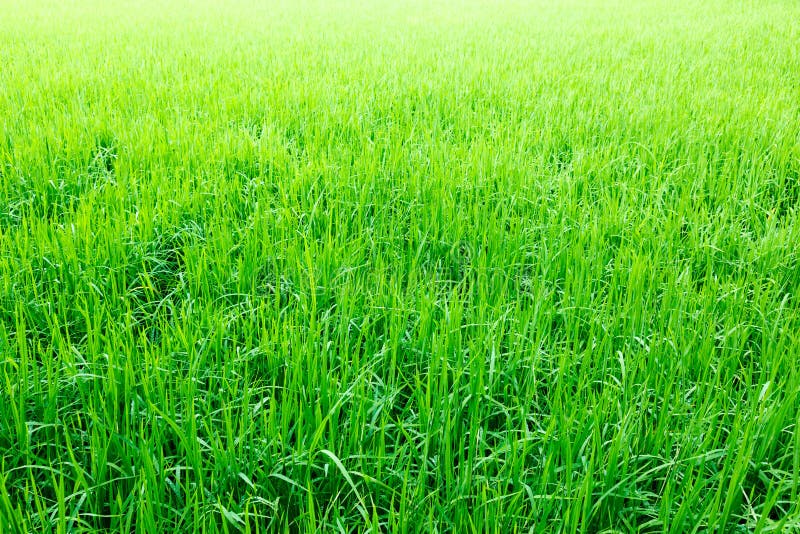 Green rice stock image. Image of sunlight, tranquil, green - 29270093