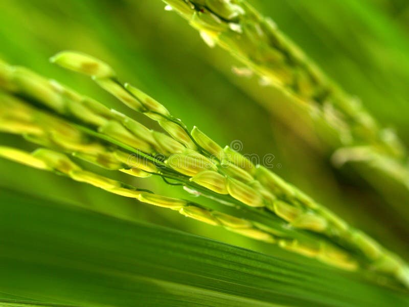 Green Rice 8 stock image. Image of food, rice, field, farmer - 4094589