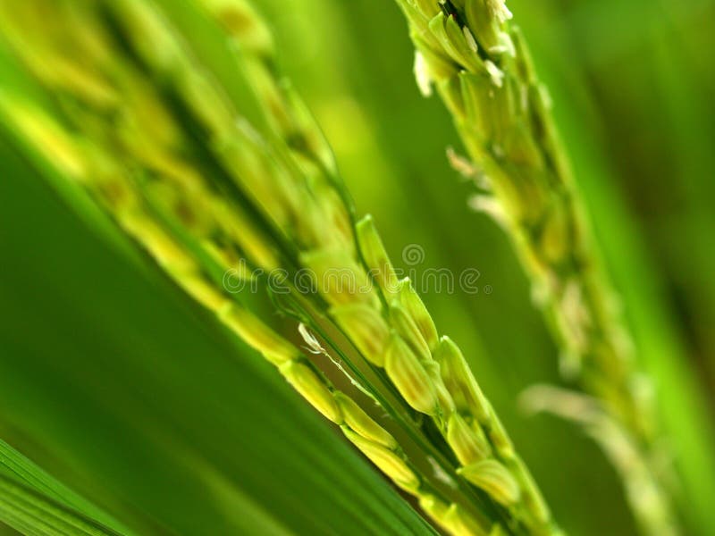 Green Rice 9 stock image. Image of crop, hand, flower - 4094509