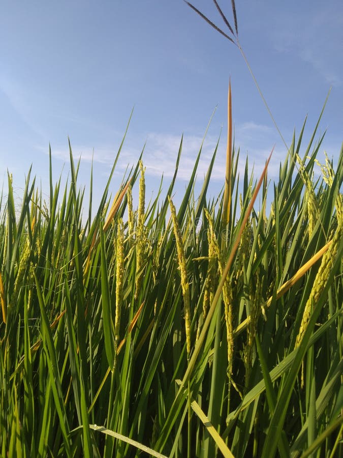Green Rice Abstract Background Stock Photo - Image of prairie ...