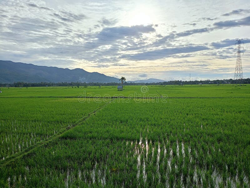 Green Rice in Beautiful Rice Fields in the Morning Stock Image - Image ...