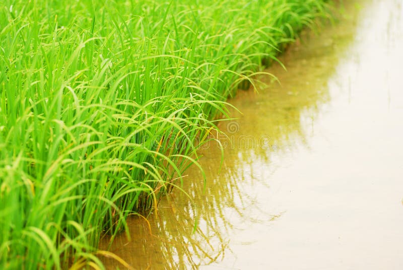 Green rice close up stock image. Image of closeup, healthy - 25168819