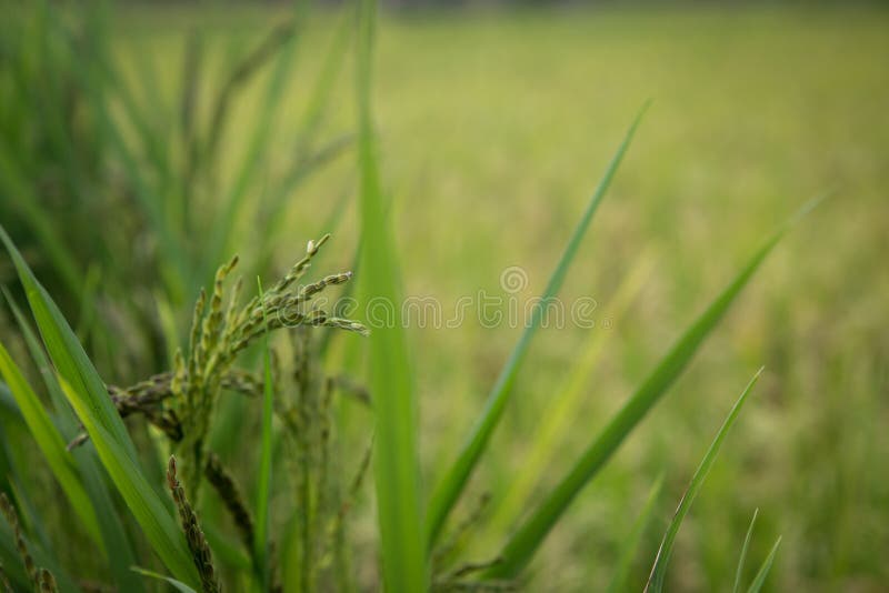 Green Rice Corn in a Rice Field Stock Image - Image of chinese ...