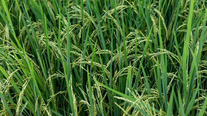 Rice Crop Growing in the Rice Field. Selective Focus Stock Photo ...