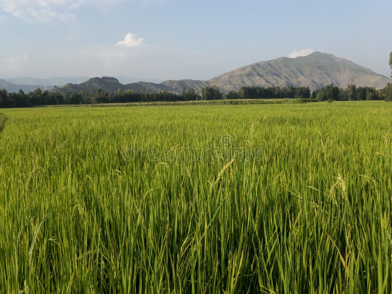 Green Rice Crop Scenery for Wallpaper or Background Stock Photo - Image ...