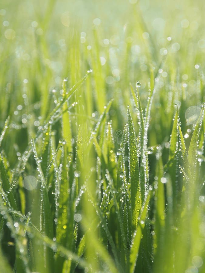 Rice Farm Green Background Drop and Light Blur Style Background Sweet ...