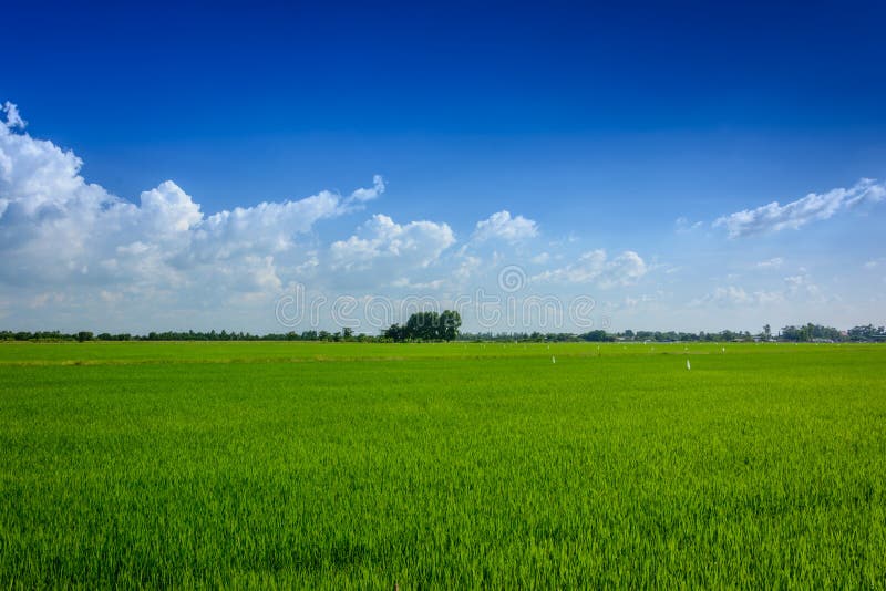 Green rice farm stock photo. Image of farm, grass, economy - 62254542