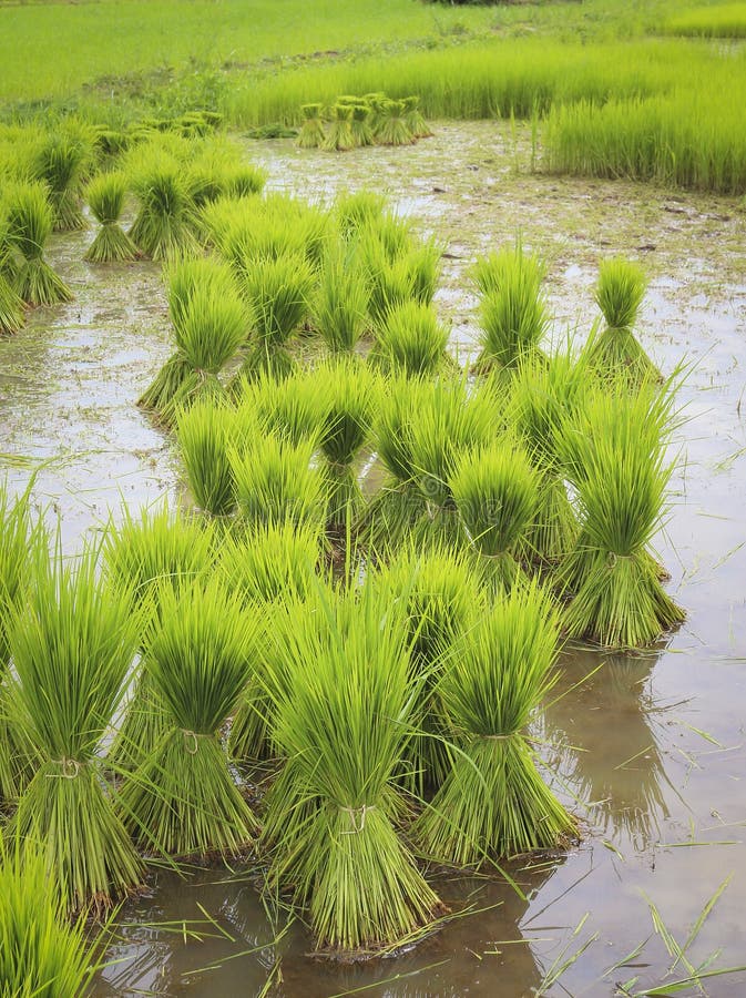 Green rice farm stock image. Image of rice, food, nature - 41456717