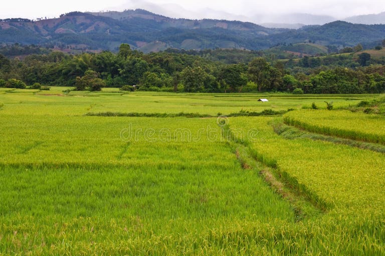 Green Rice Farm in Thailand Stock Photo - Image of farmland, land: 20582148