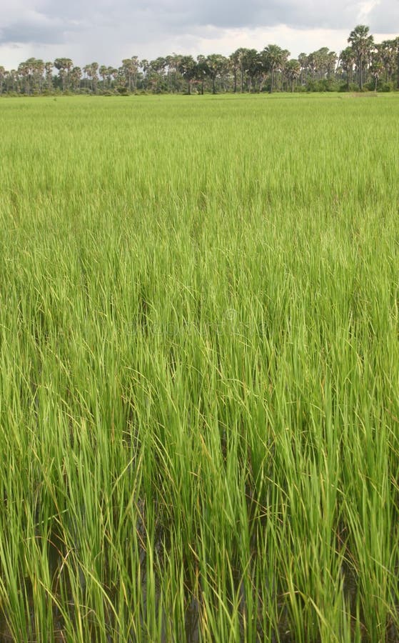Green rice field stock image. Image of padi, food, tropics - 10817951