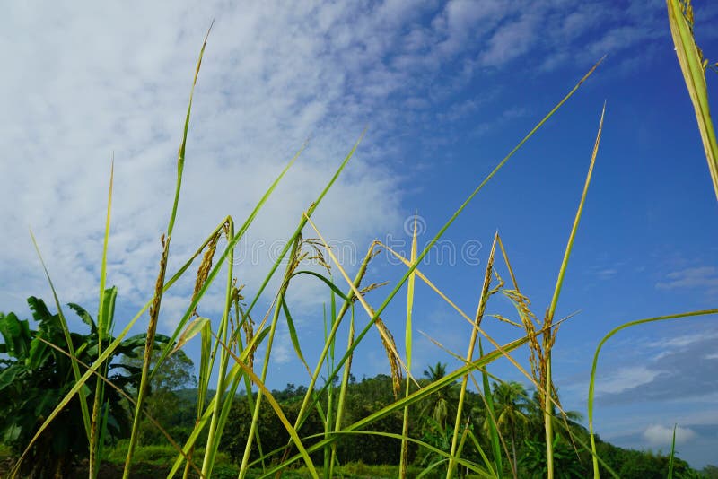 Rice Field Green Grass Blue Sky Cloud Cloudy Landscape Background Stock ...