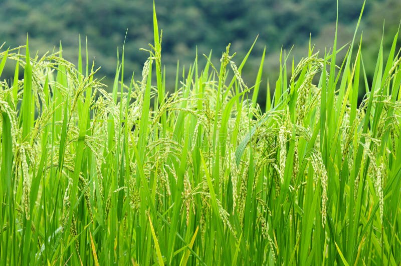 Green rice field stock image. Image of china, dirt, hull - 16785891