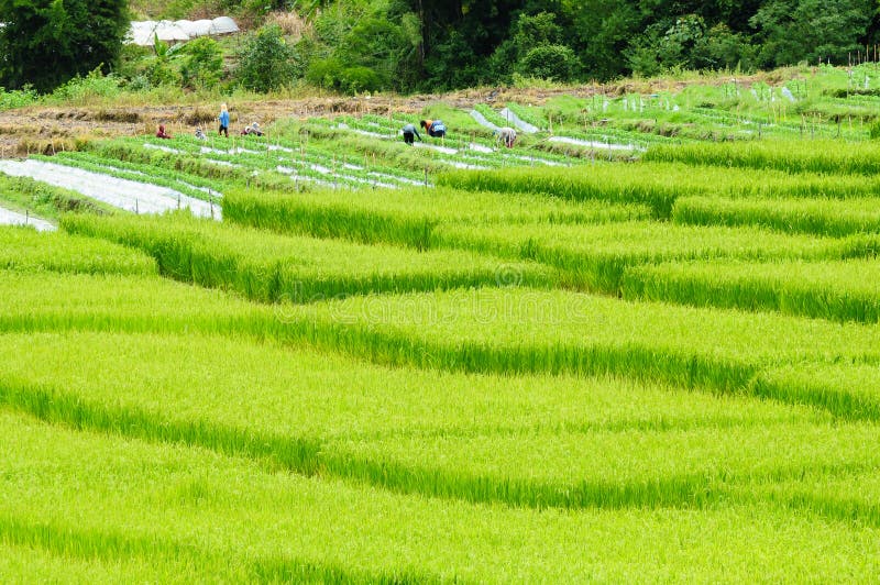 Green rice field stock photo. Image of environment, hull - 16795638