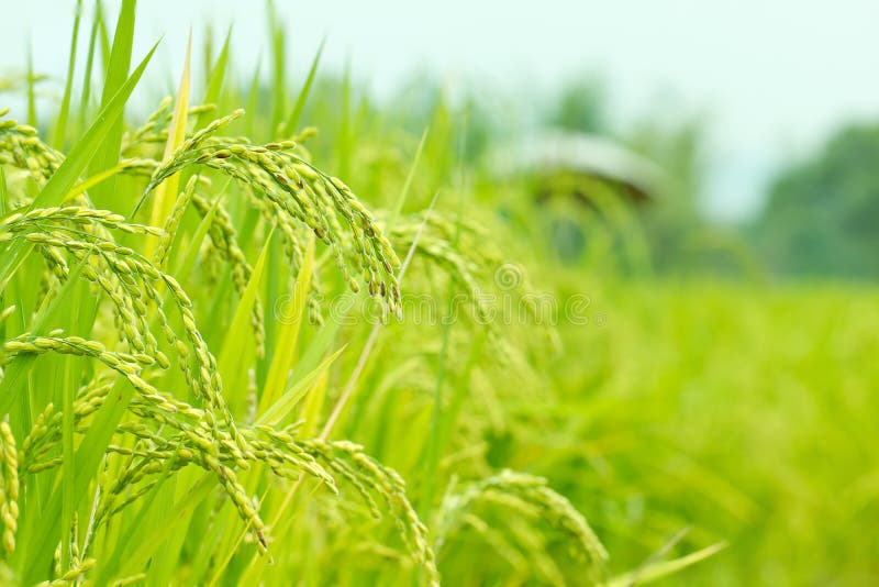 Green Rice in the Field Rice Stock Photo - Image of cereal, environment ...