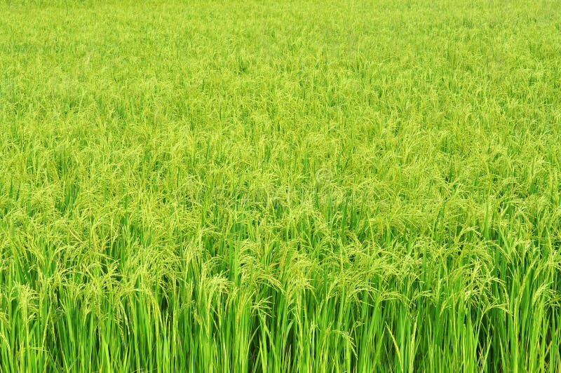 Green rice field stock image. Image of green, asian, husk - 24814687