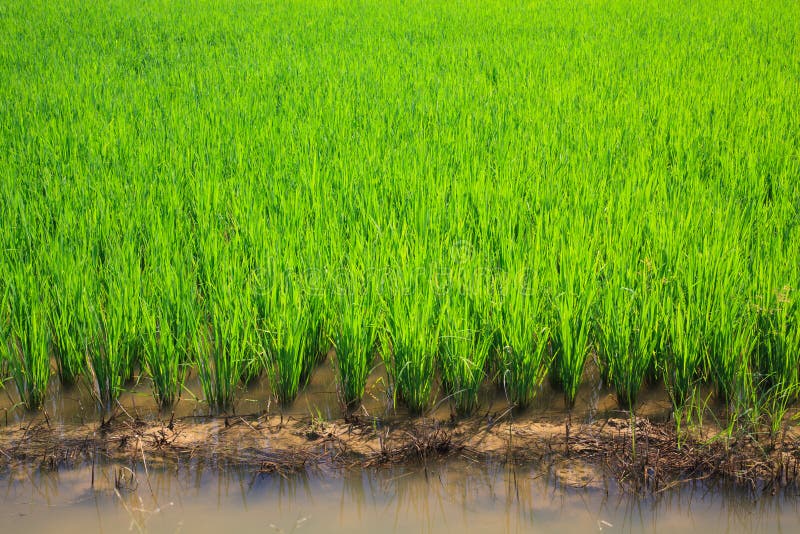 Green rice field stock photo. Image of farm, growth, beautiful - 27671816