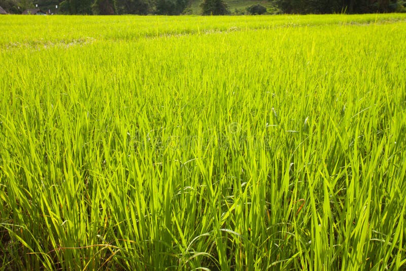 Green rice field stock image. Image of nature, grass - 29361145