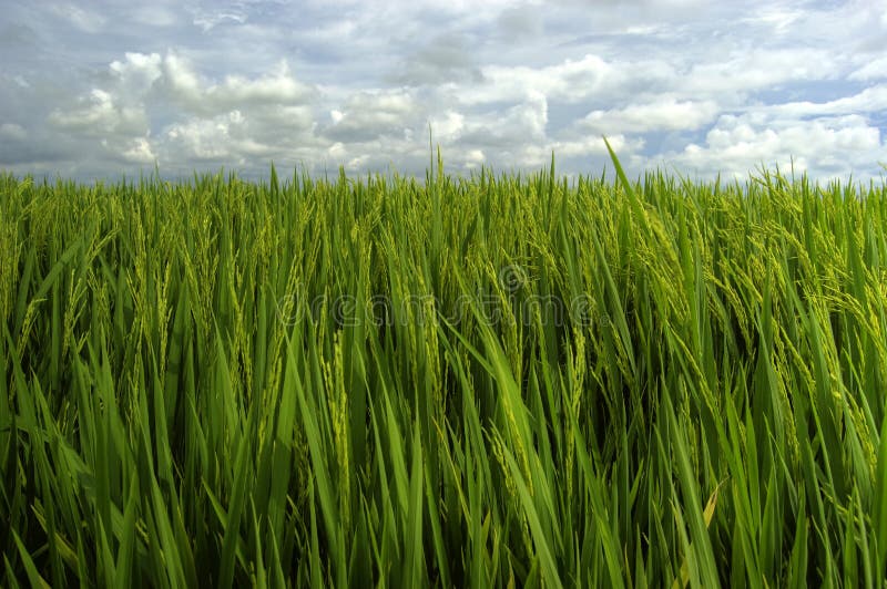 Green rice field stock photo. Image of concept, grow, atmosphere - 6934222