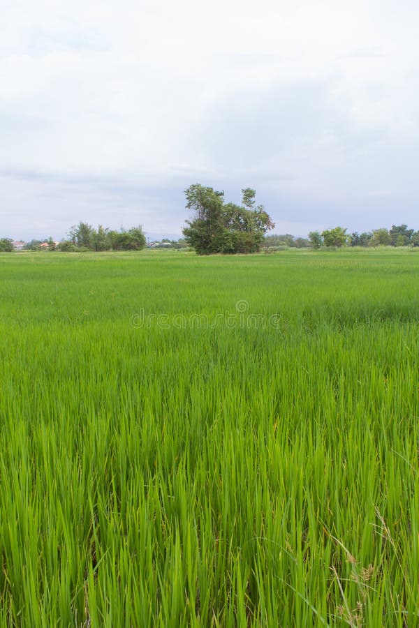Green rice field stock photo. Image of green, agriculture - 91481490