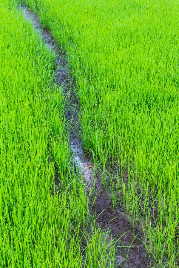 Green rice field stock photo. Image of grass, greenery - 43862214