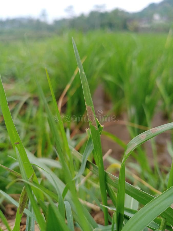 Green at Rice Field Around Mountain and River Stock Photo - Image of ...