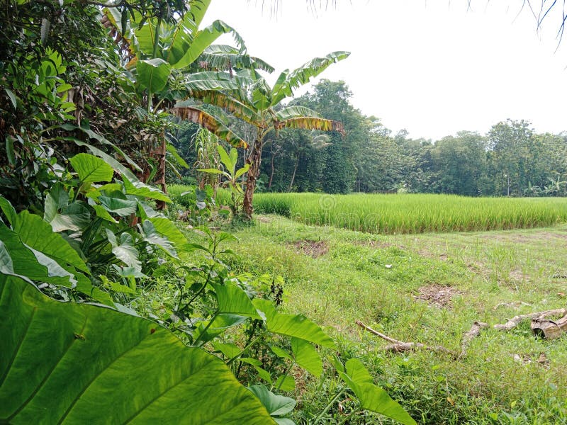 Green Rice Field of Asian Village Stock Image - Image of asian, green ...