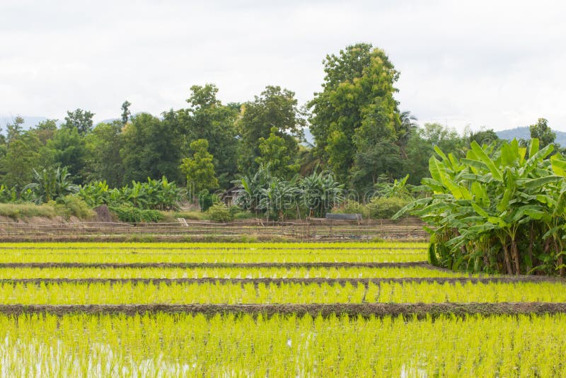 Green Rice Field with Babana Garden Stock Photo - Image of natural ...