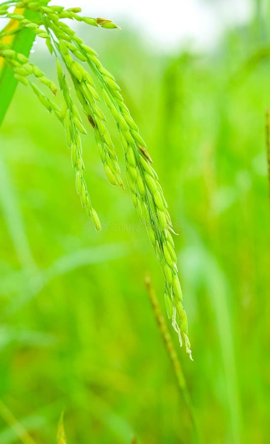 Green Rice in the Field Rice Background Stock Photo - Image of cloud ...