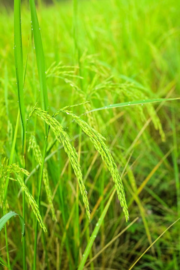 Green Rice in the Field Rice Background Stock Image - Image of foliage ...