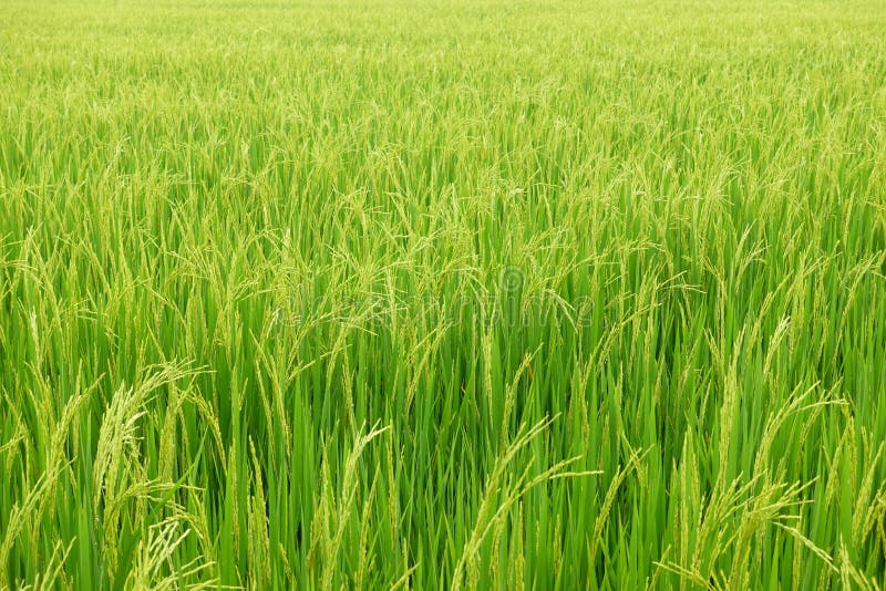 Green rice field stock image. Image of asia, nature - 128488087