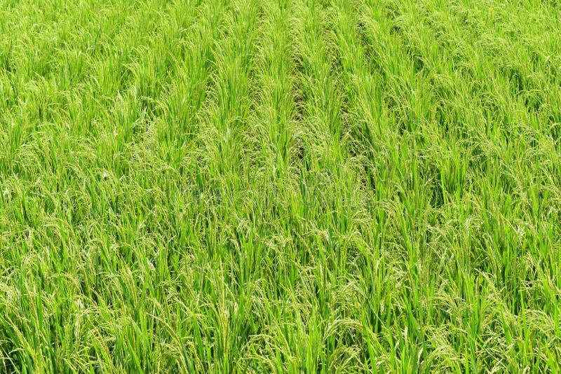 Green Rice in Field for Background Stock Image - Image of fresh, lawn ...