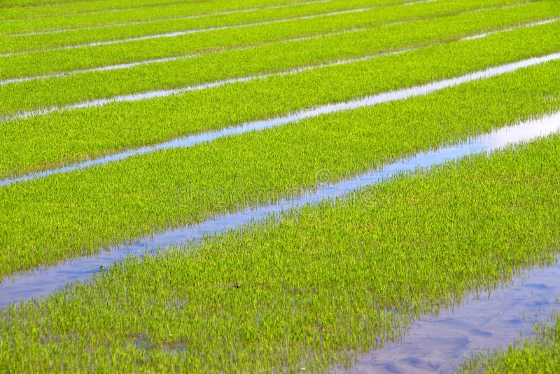 Green rice field stock photo. Image of fresh, grass, grains - 37278034