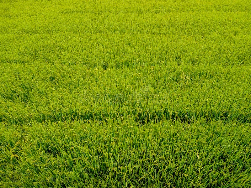 The Green Rice Field Background Stock Image - Image of grain, rice ...